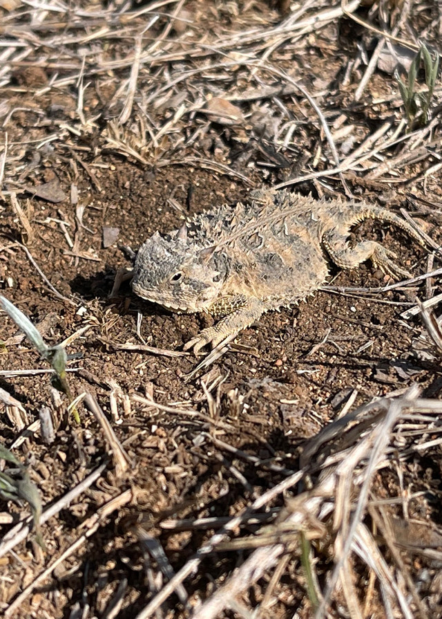 Horned Lizard Habitat Mix | Native American Seed
