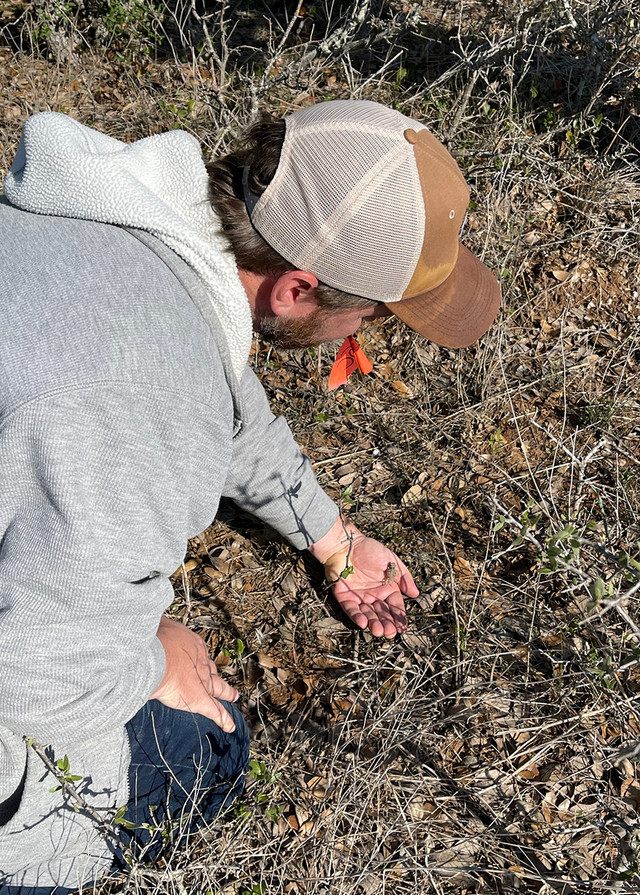 Horned Lizard Habitat Mix | Native American Seed