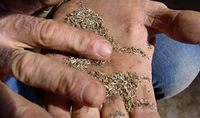 Native Seeds | Native American Seed