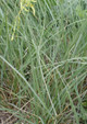 Buffalograss | Native American Seed