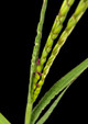 Eastern Gamagrass | Native American Seed