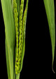 Eastern Gamagrass | Native American Seed