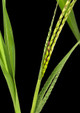 Eastern Gamagrass | Native American Seed