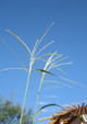 Green Sprangletop | Native American Seed