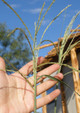 Green Sprangletop | Native American Seed