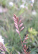 Red Lovegrass | Native American Seed