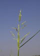 Sand Dropseed | Native American Seed