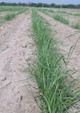 Sand Dropseed | Native American Seed