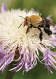Bee Happy Mix | Native American Seed