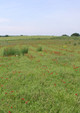 Blackland Prairie Mix | Native American Seed