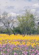 Lady Bird's Legacy Mix | Native American Seed