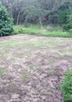 Thunder Turf | Native American Seed
