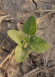 Bush Sunflower | Native American Seed