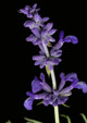 Mealy Blue Sage | Native American Seed