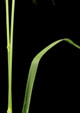 Texas Wintergrass Roots | Native American Seed