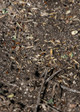Horned Lizard Habitat Mix | Native American Seed
