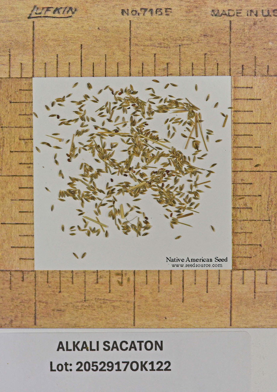Alkali Sacaton | Native American Seed