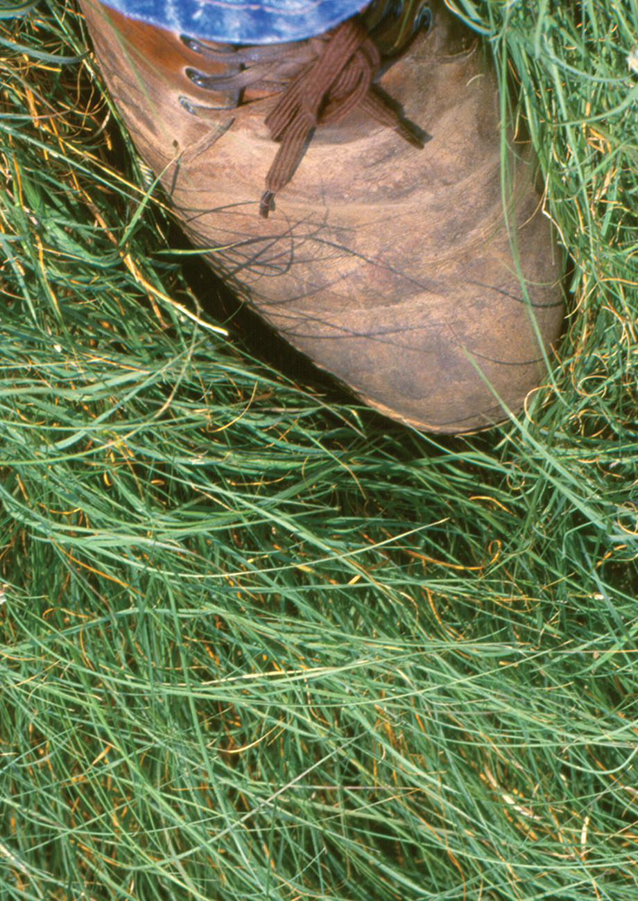 Buffalo Gourd | Native American Seed