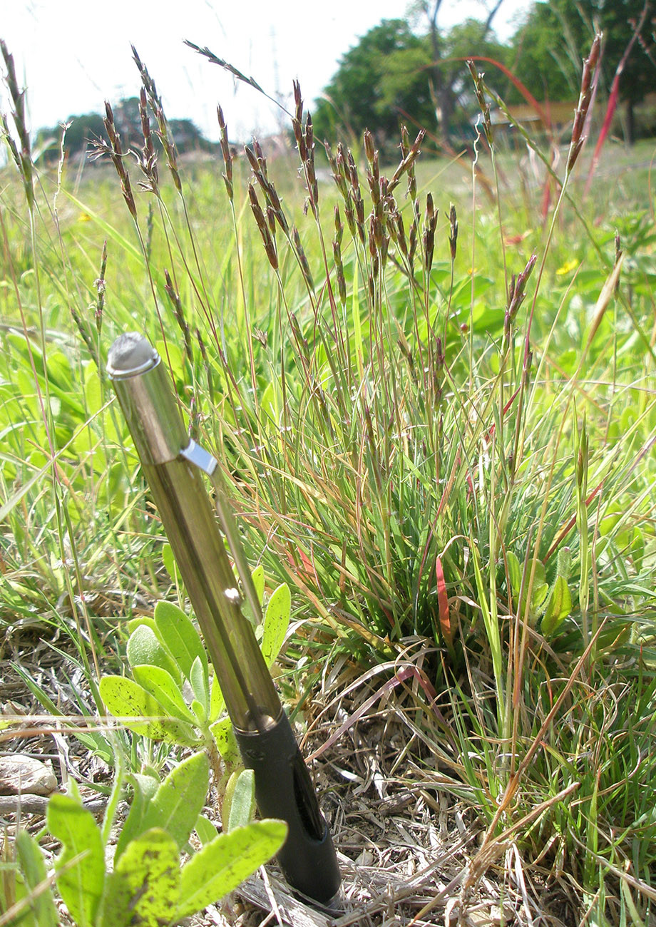 Native Sun Turf | Native American Seed
