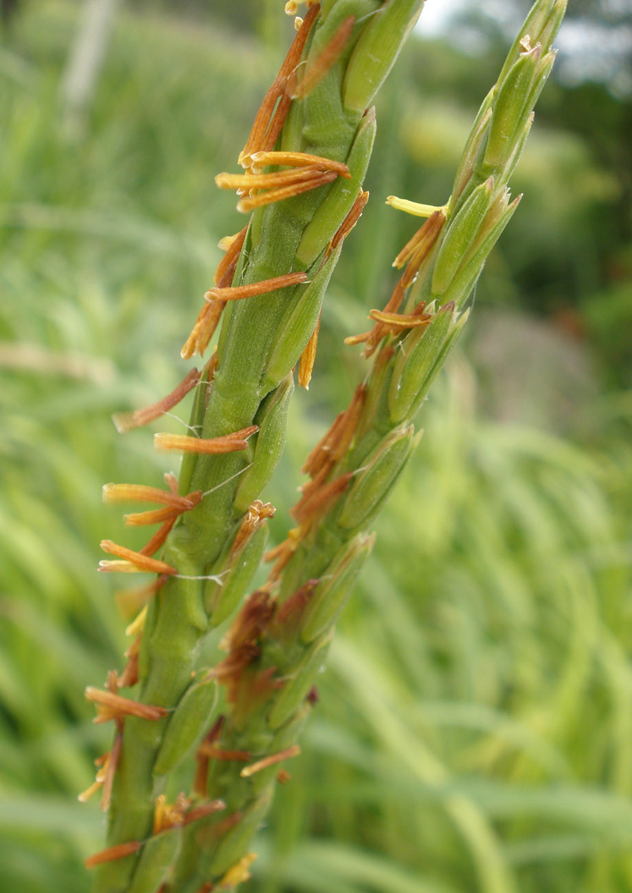 Eastern Gamagrass | Native American Seed