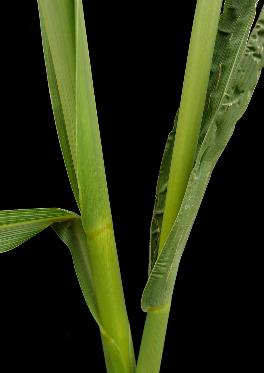 Eastern Gamagrass Rolling Plains | Native American Seed