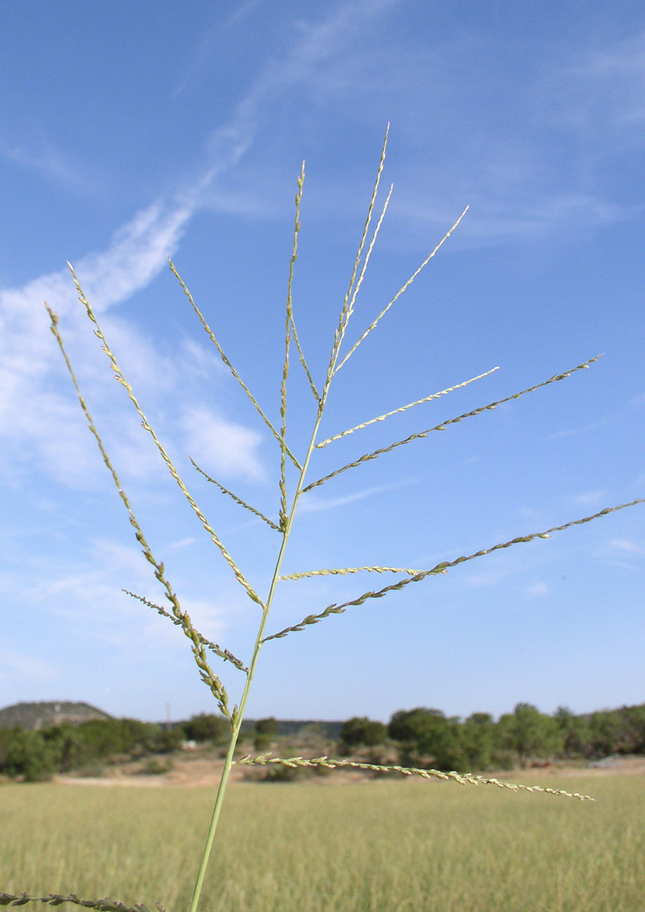 Green Sprangletop | Native American Seed