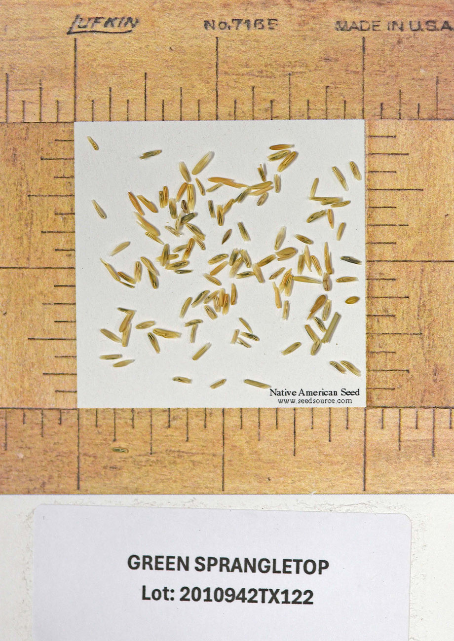 Green Sprangletop | Native American Seed