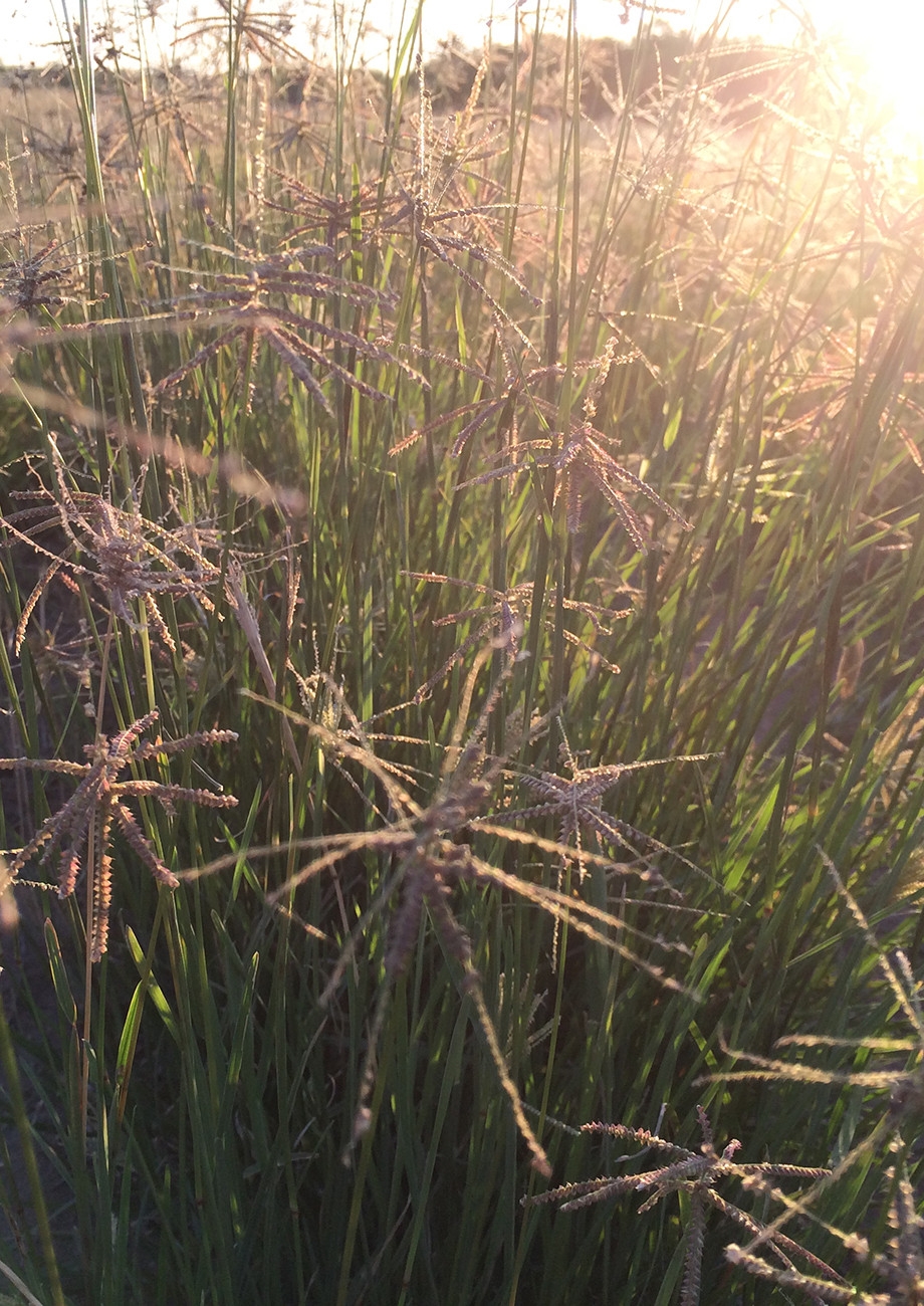 Hooded Windmill Grass | Native American Seed