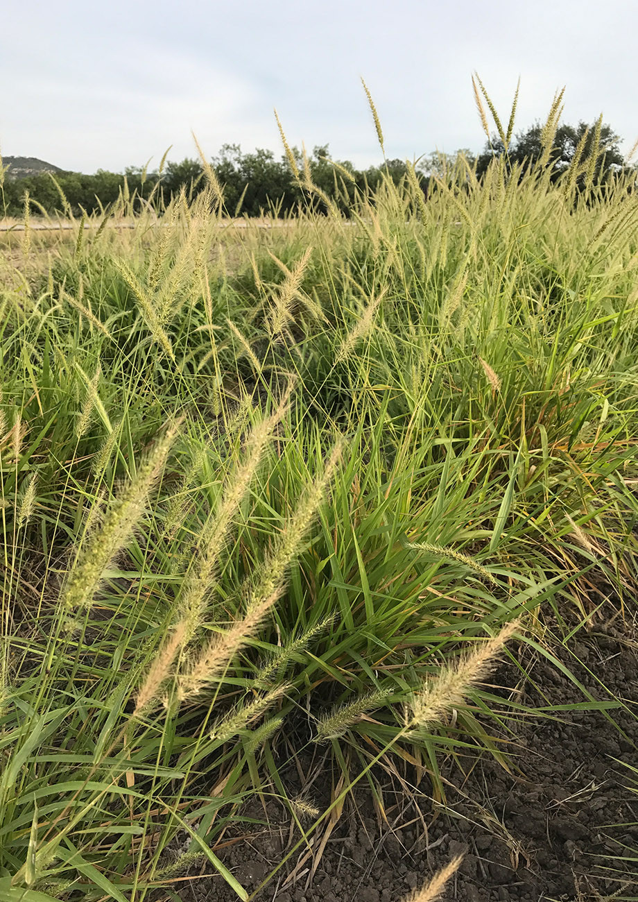 Southwestern Bristlegrass | Native American Seed