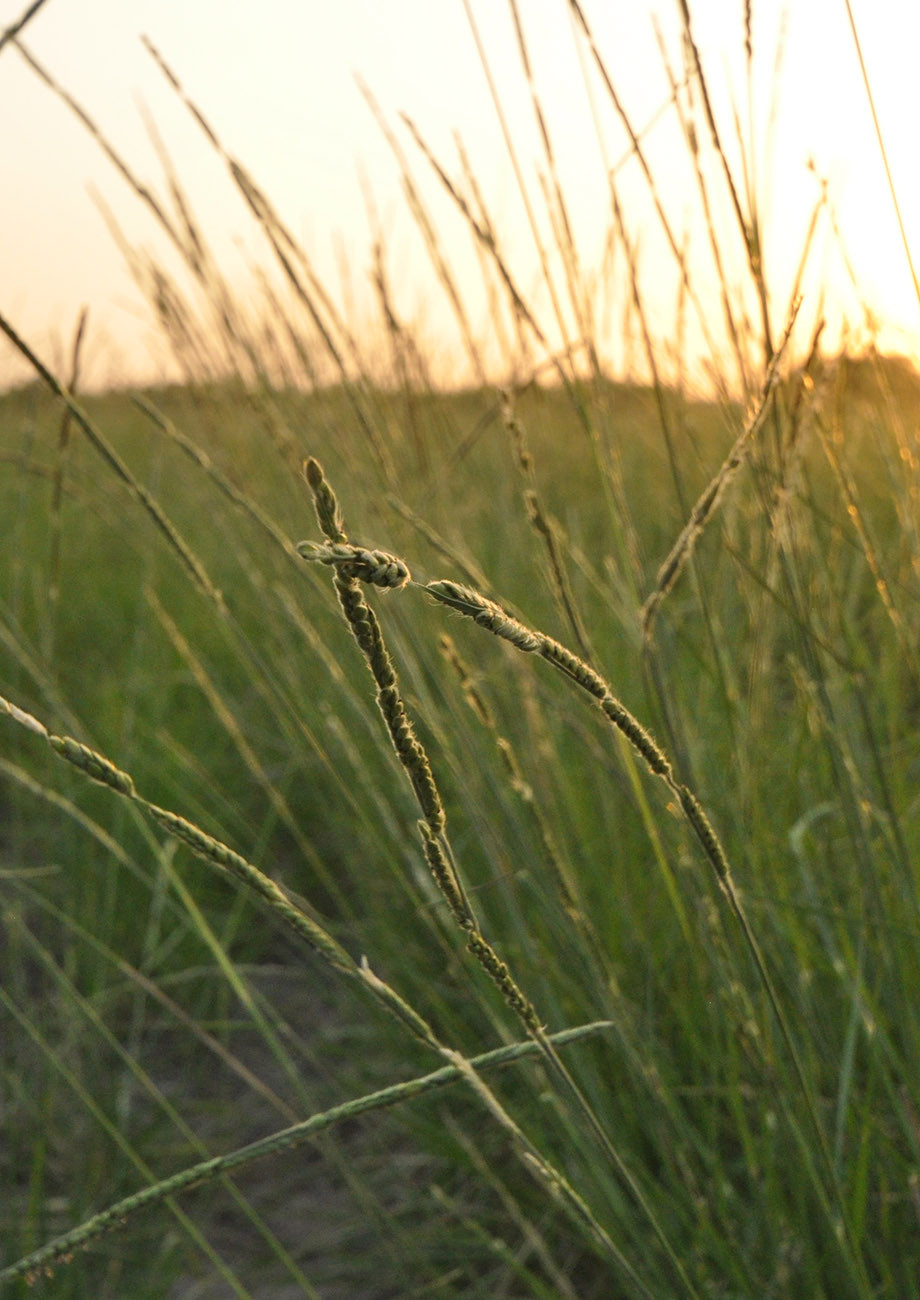 Tall Dropseed | Native American Seed