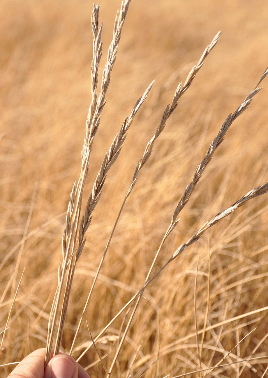 Western Wheatgrass | Native American Seed