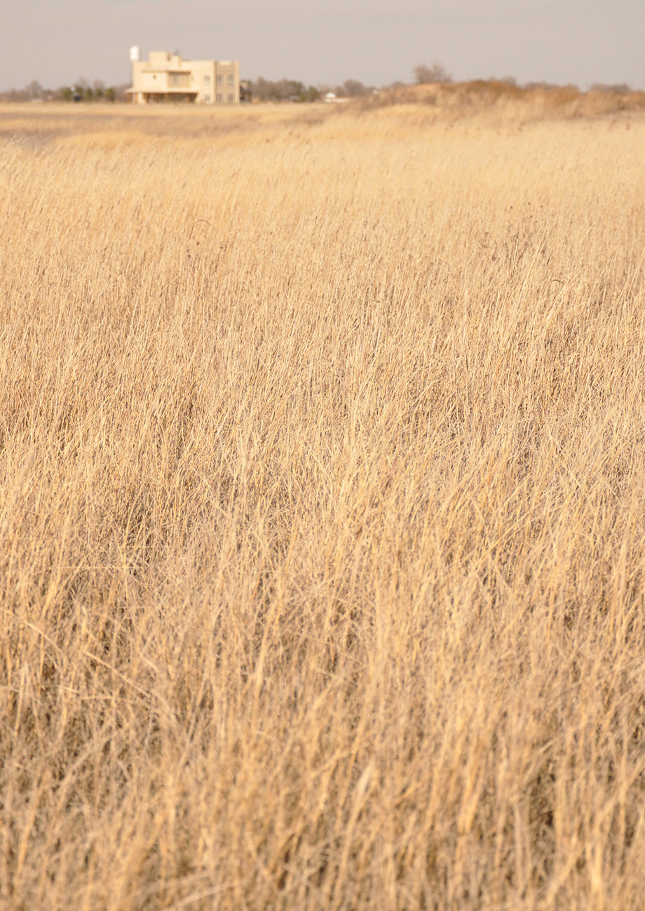 Western Wheatgrass | Native American Seed