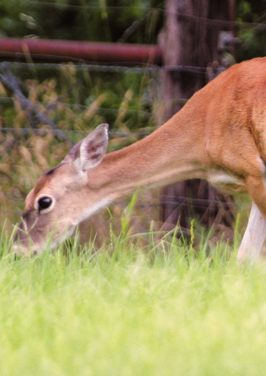Deer Resistant Mix | Native American Seed