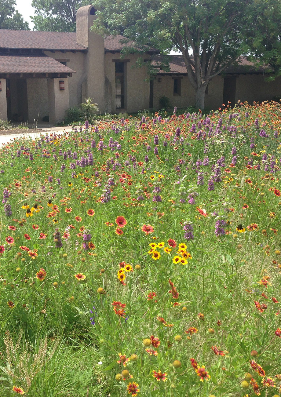 Lady Bird's Legacy Mix | Native American Seed