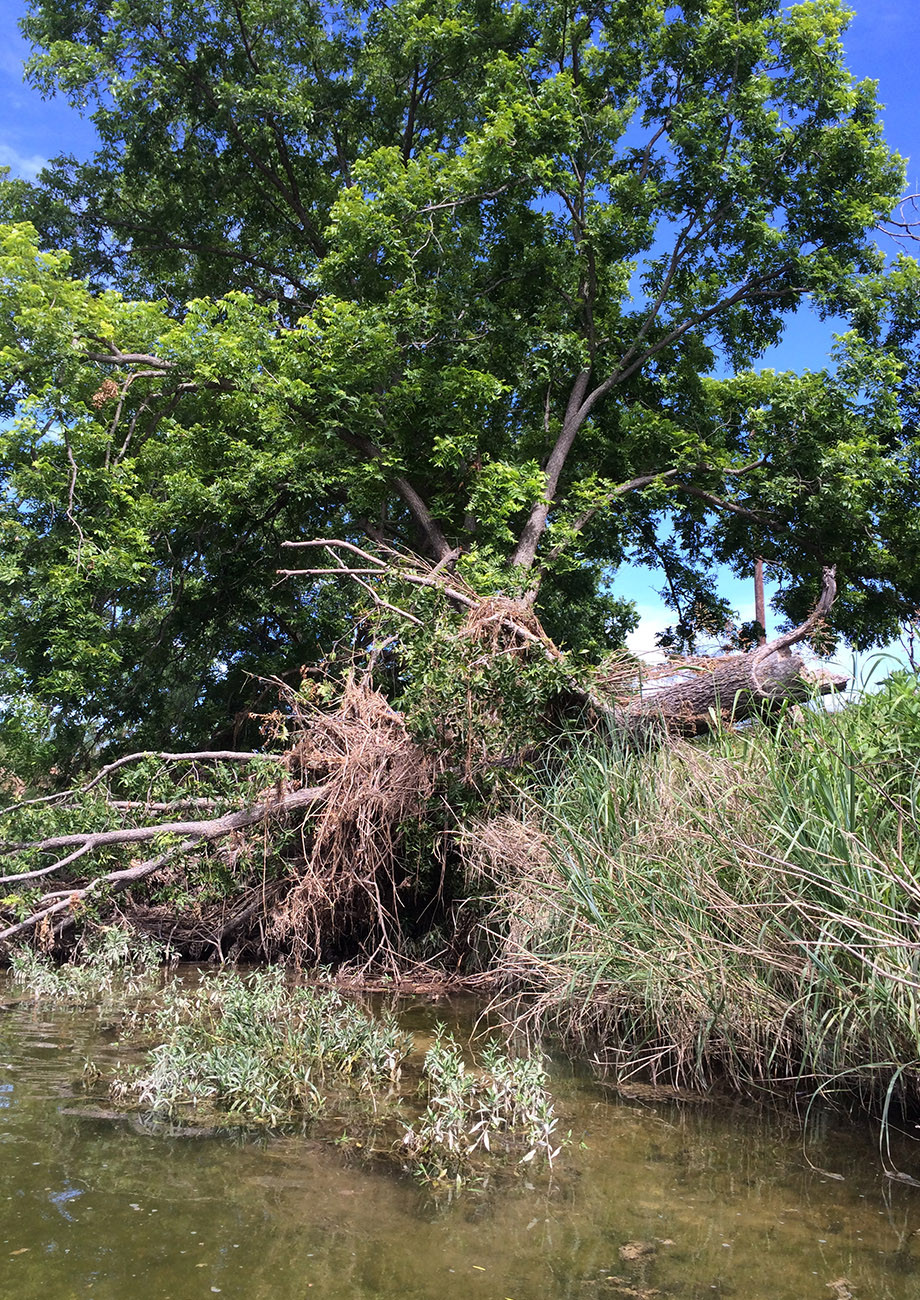 Riparian Recovery Mix | Native American Seed