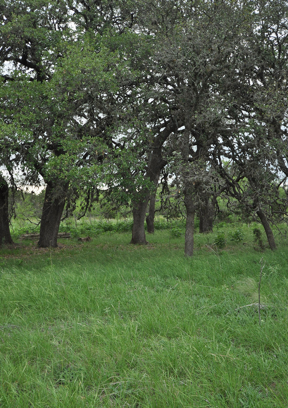 Eastern Savannah Mix | Native American Seed