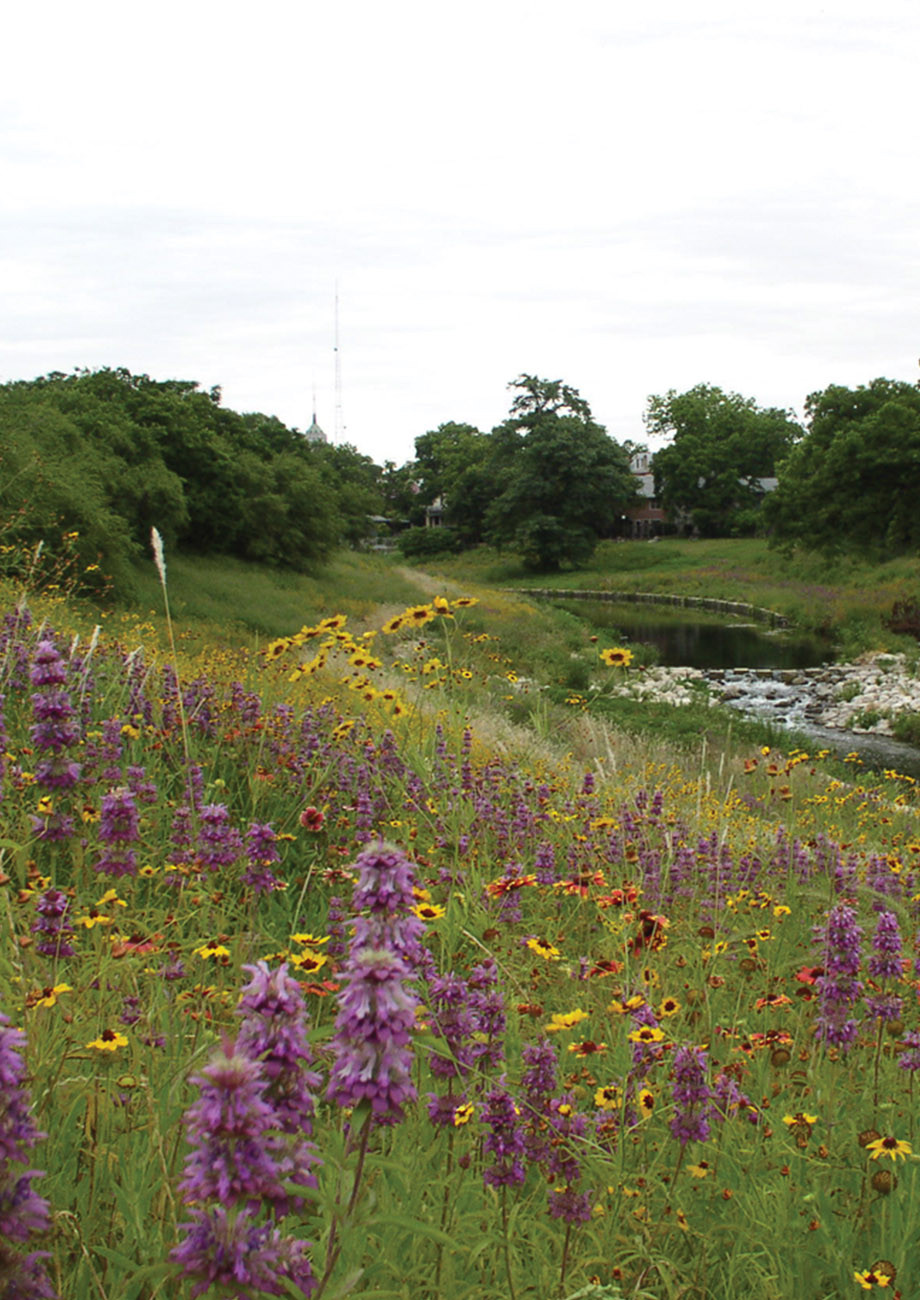 Shade Friendly Wf Mix | Native American Seed