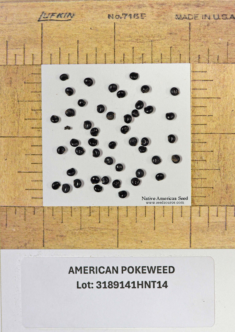 American Pokeweed | Native American Seed
