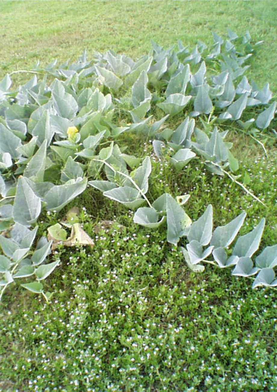 Buffalo Gourd | Native American Seed