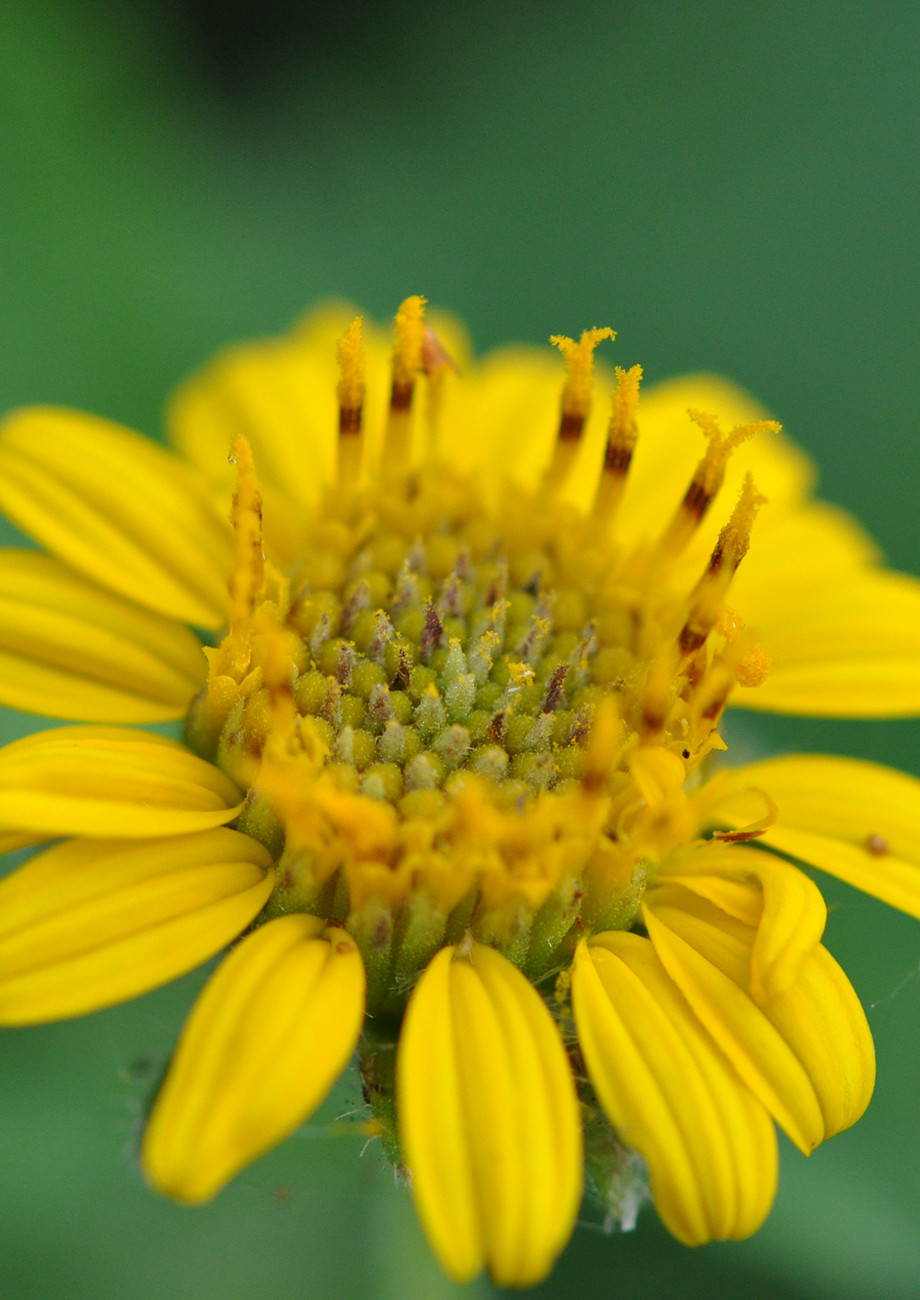 Bush Sunflower | Native American Seed