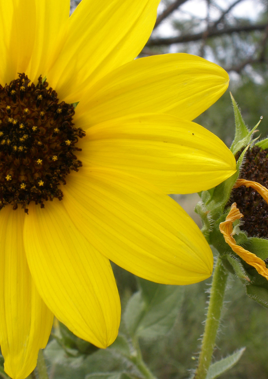 Common Sunflower | Native American Seed