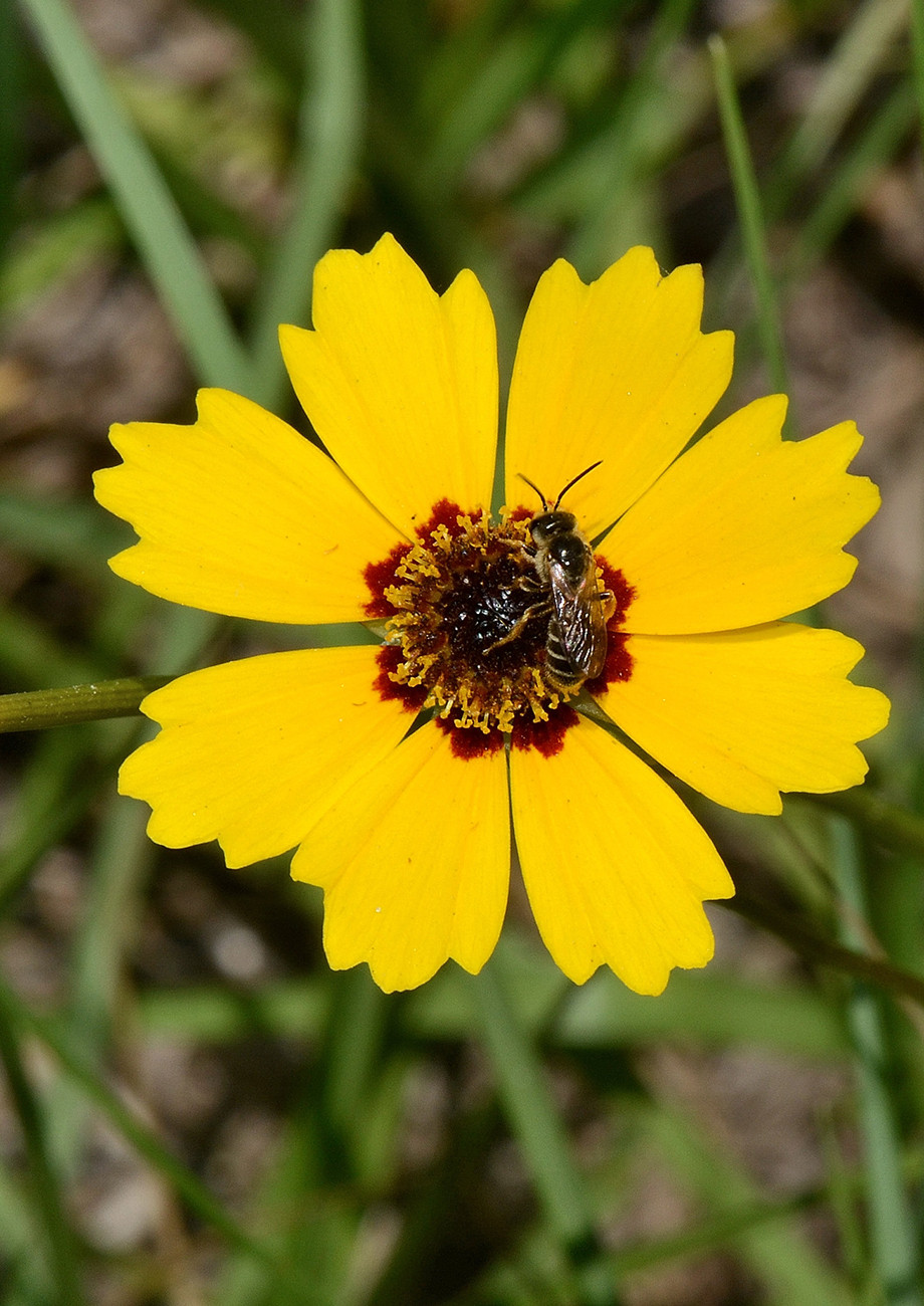 Golden-Wave | Native American Seed