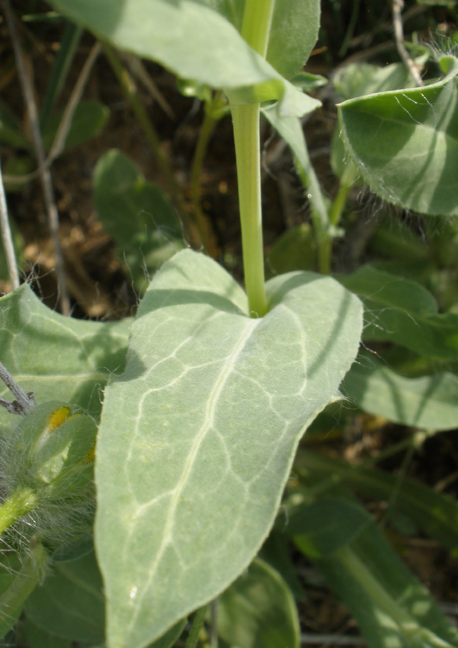Huisache Daisy | Native American Seed
