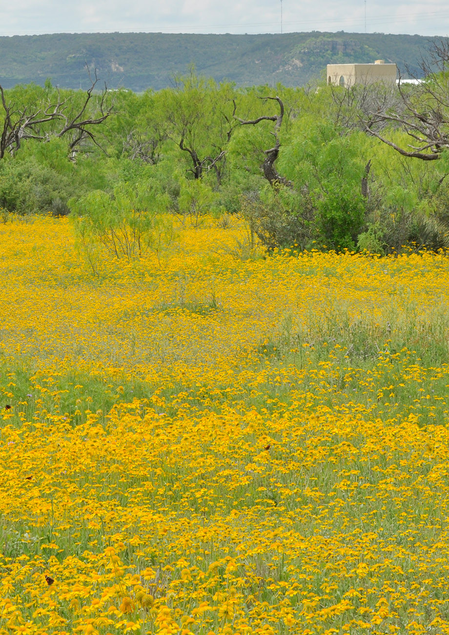 Huisache Daisy | Native American Seed