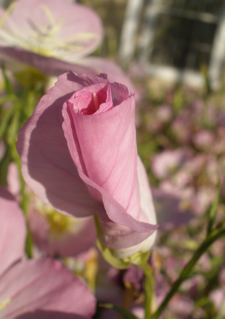 Pink Evening Primrose | Native American Seed