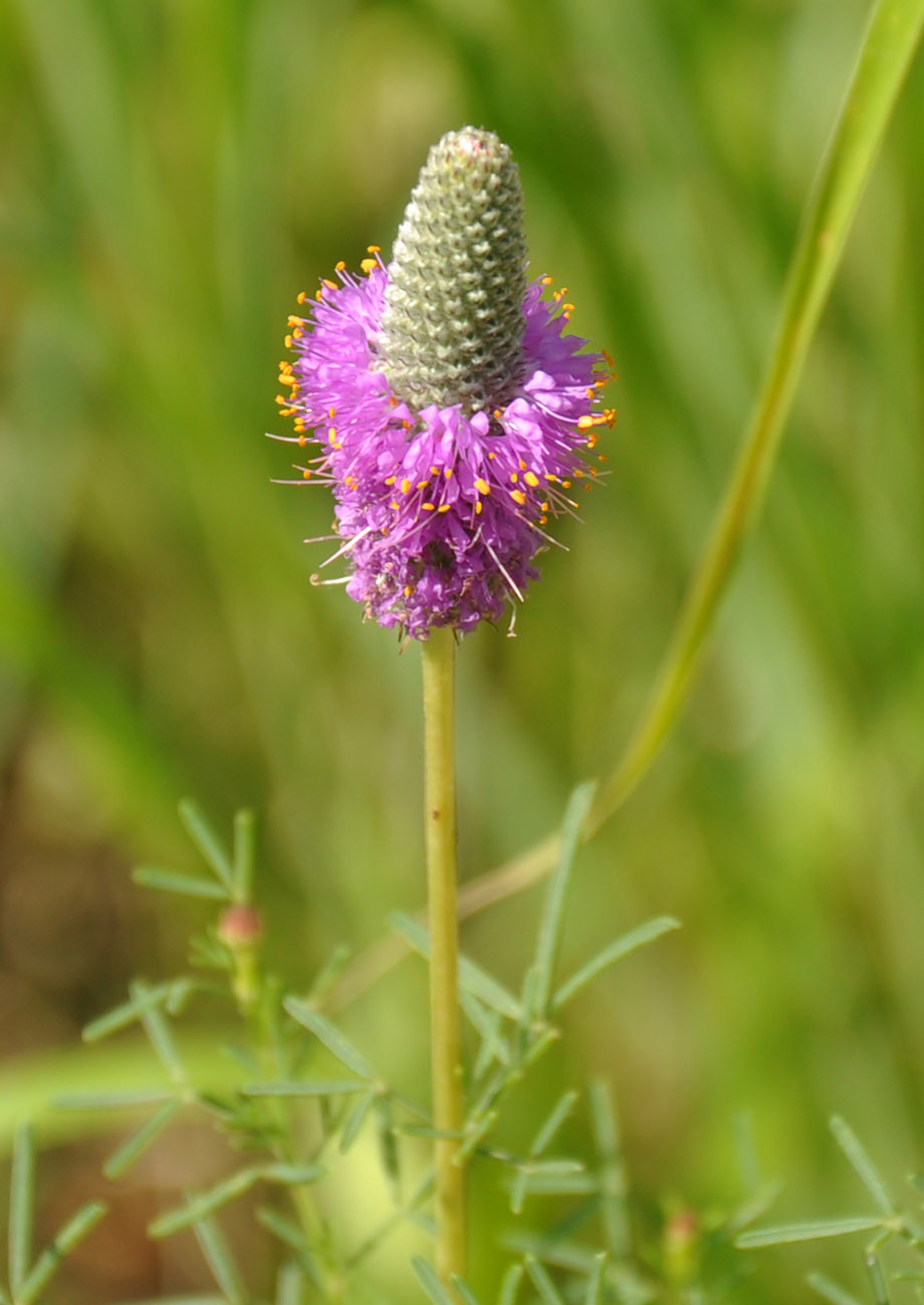 Purple Prairie Clover | Native American Seed