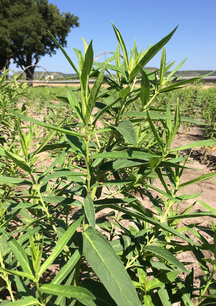 Swamp Milkweed | Native American Seed