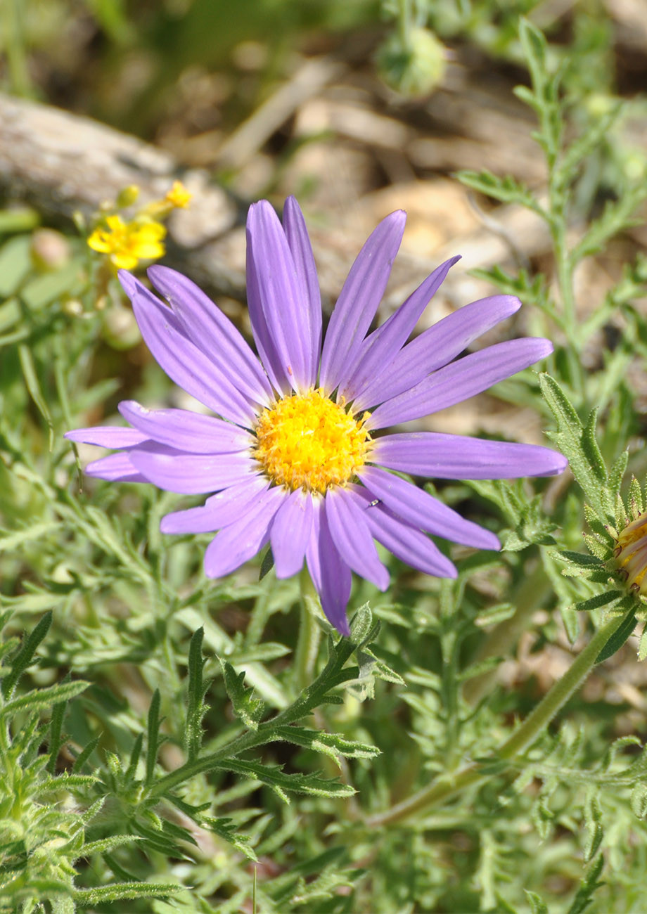 Lazy Daisy | Native American Seed