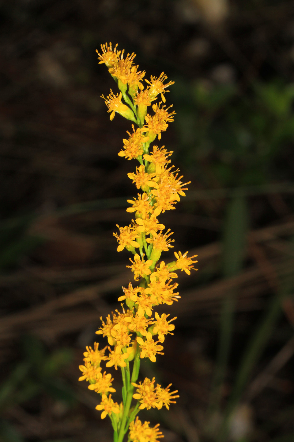 Prairie Goldenrod | Native American Seed