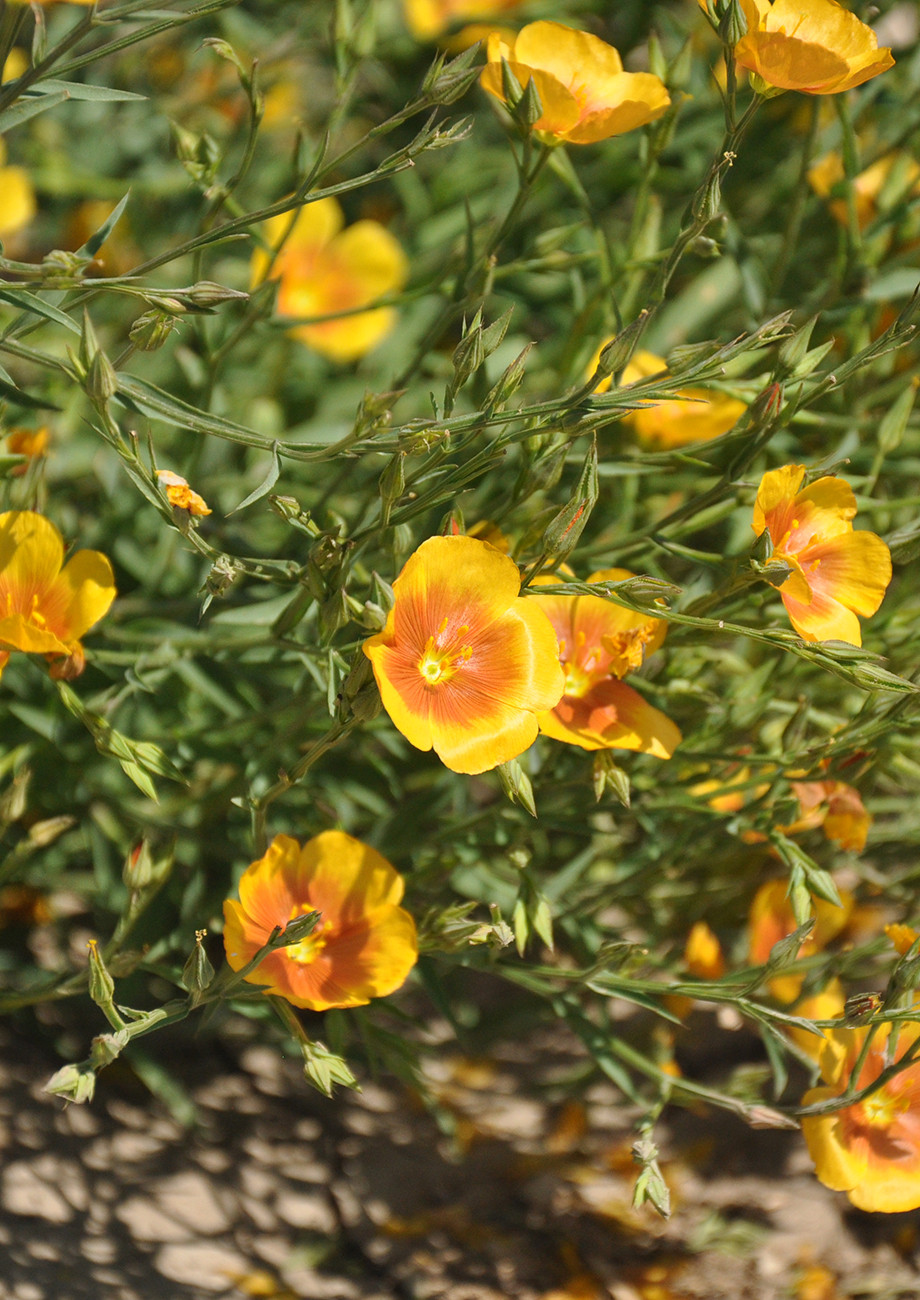 Yellow Prairie Flax | Native American Seed